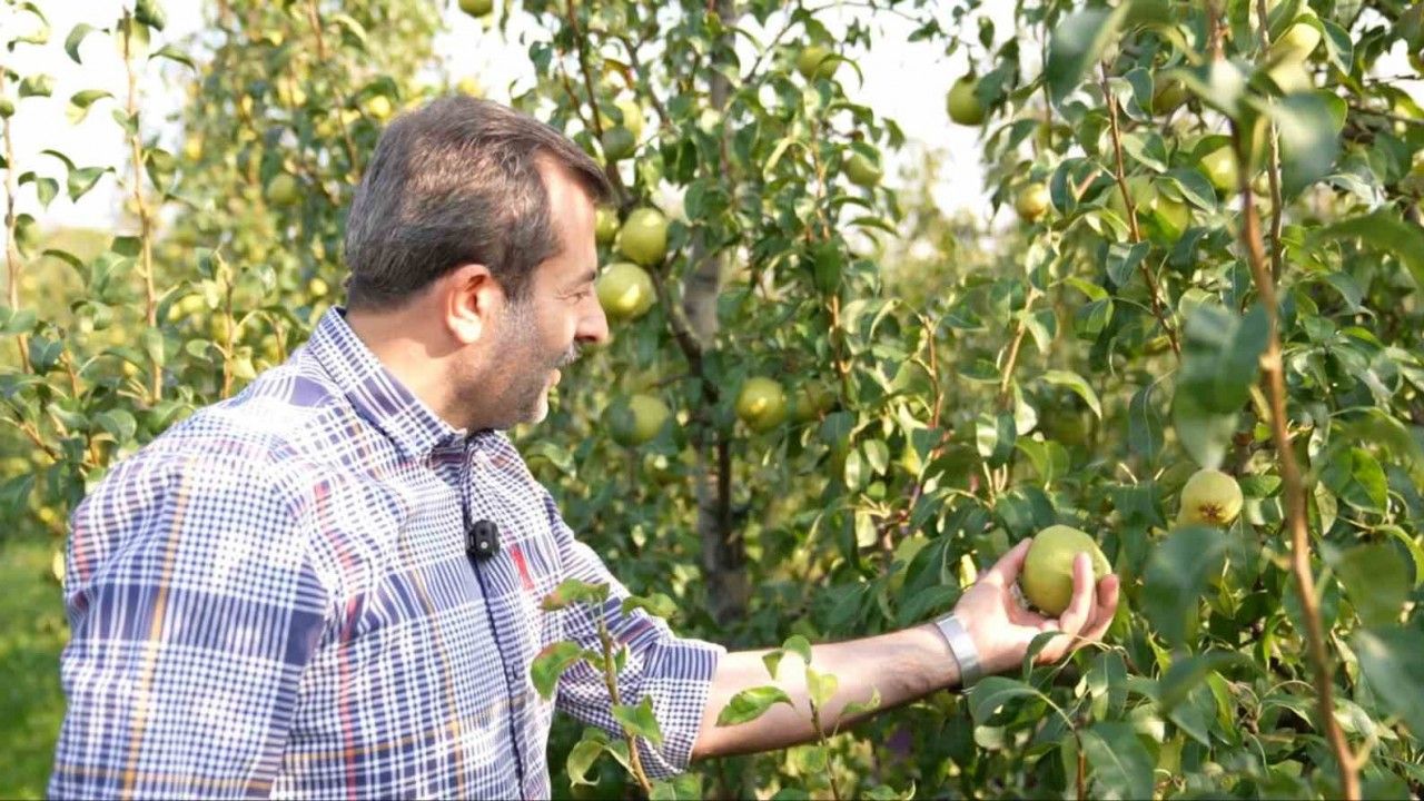 Deveci armudu hasadı başladı - Hürsöz Gazetesi