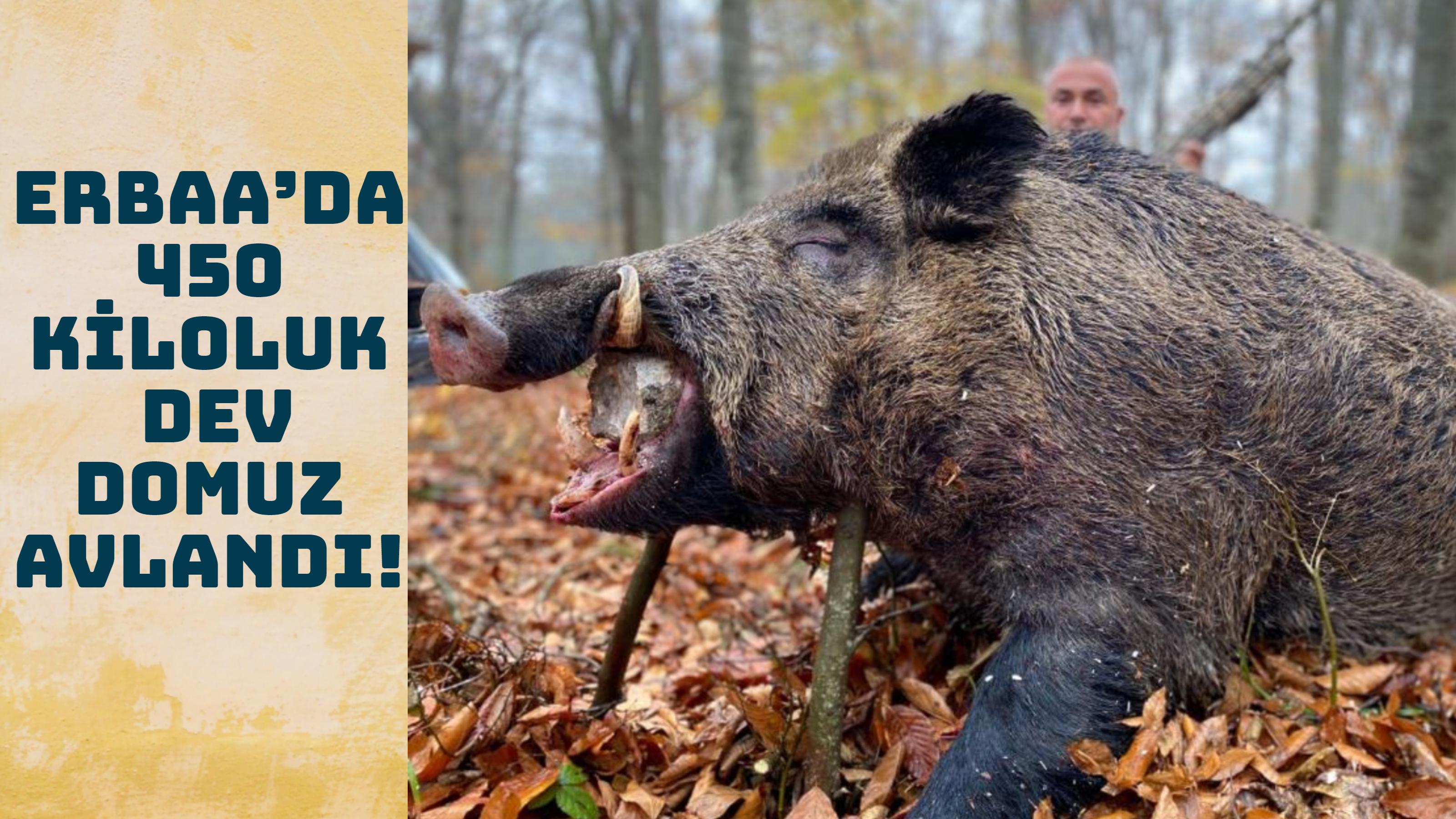 Erbaa’da 450 kiloluk dev domuz avlandı! - Hürsöz Gazetesi
