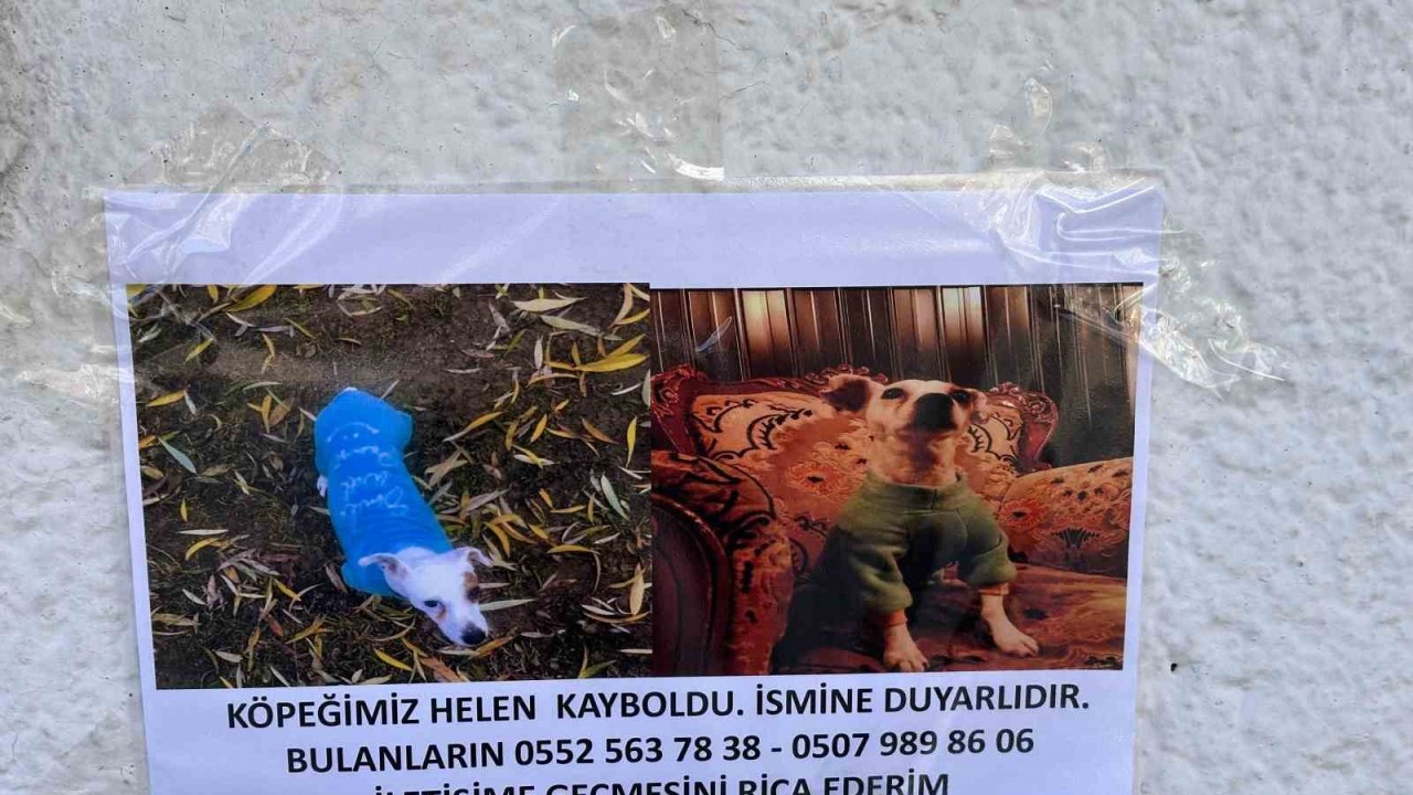 Eskişehir’de kayıp hayvan ilanları artıyor - Hürsöz Gazetesi