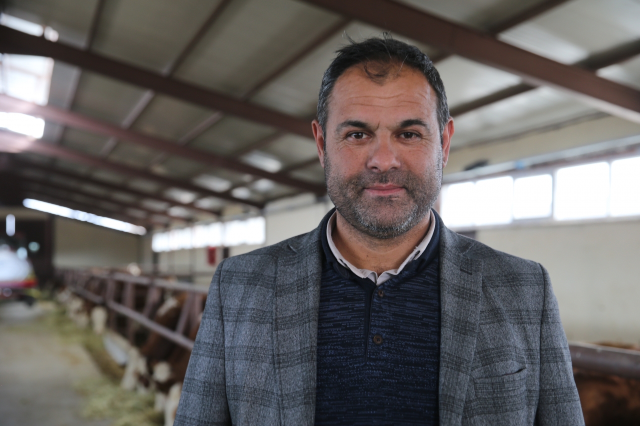 Tokatlı çiftçi 10 yıl aradan sonra 250 düve ile yeniden büyükbaş ...