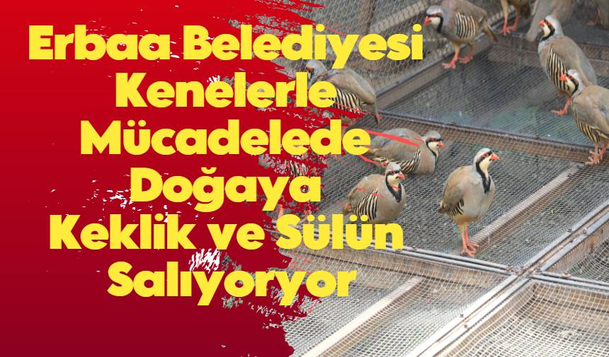 Erbaa Belediyesi Kenelerle Mücadelede Doğaya Keklik ve Sülün Salıyor ...