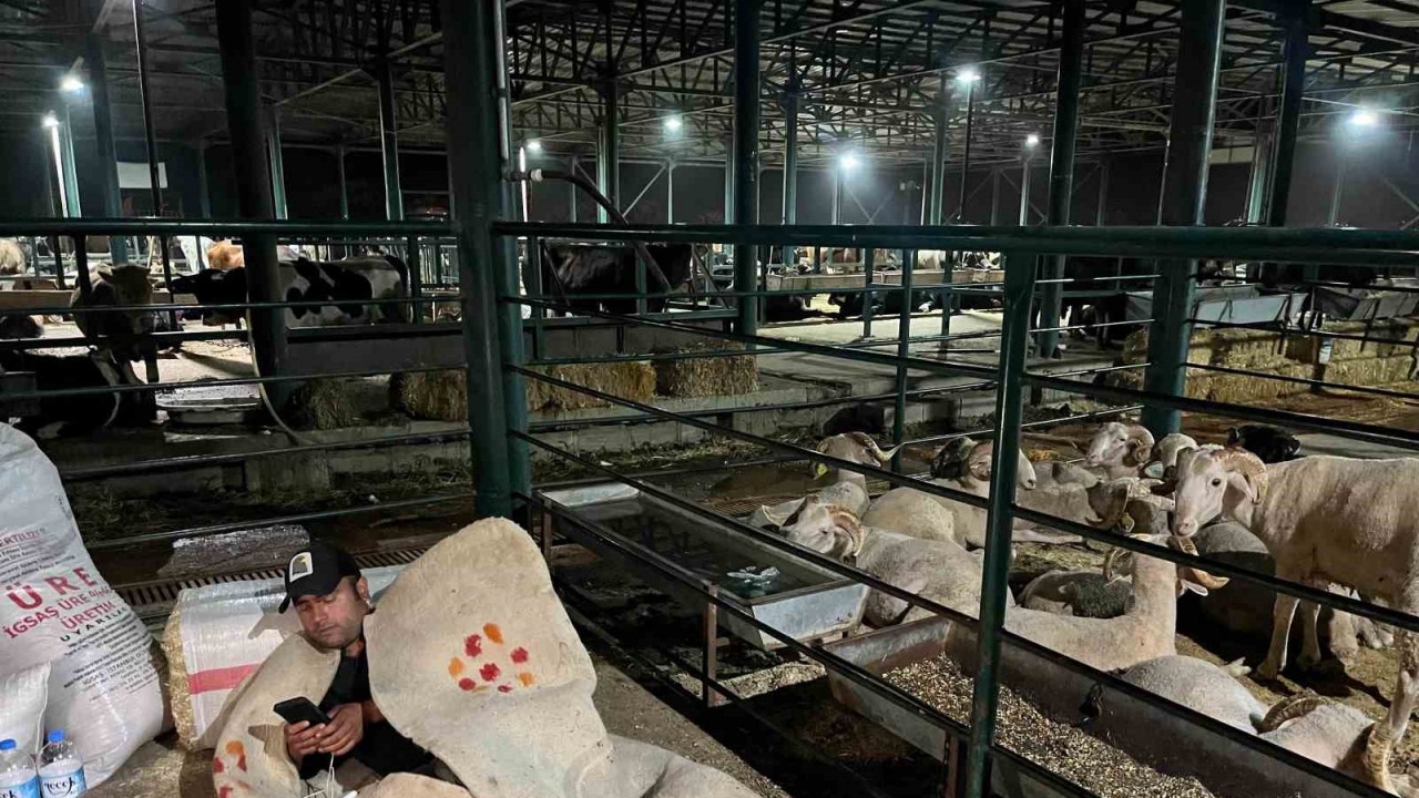 Hayvan satıcıları yatacakları bir yatağa hasret - Hürsöz Gazetesi